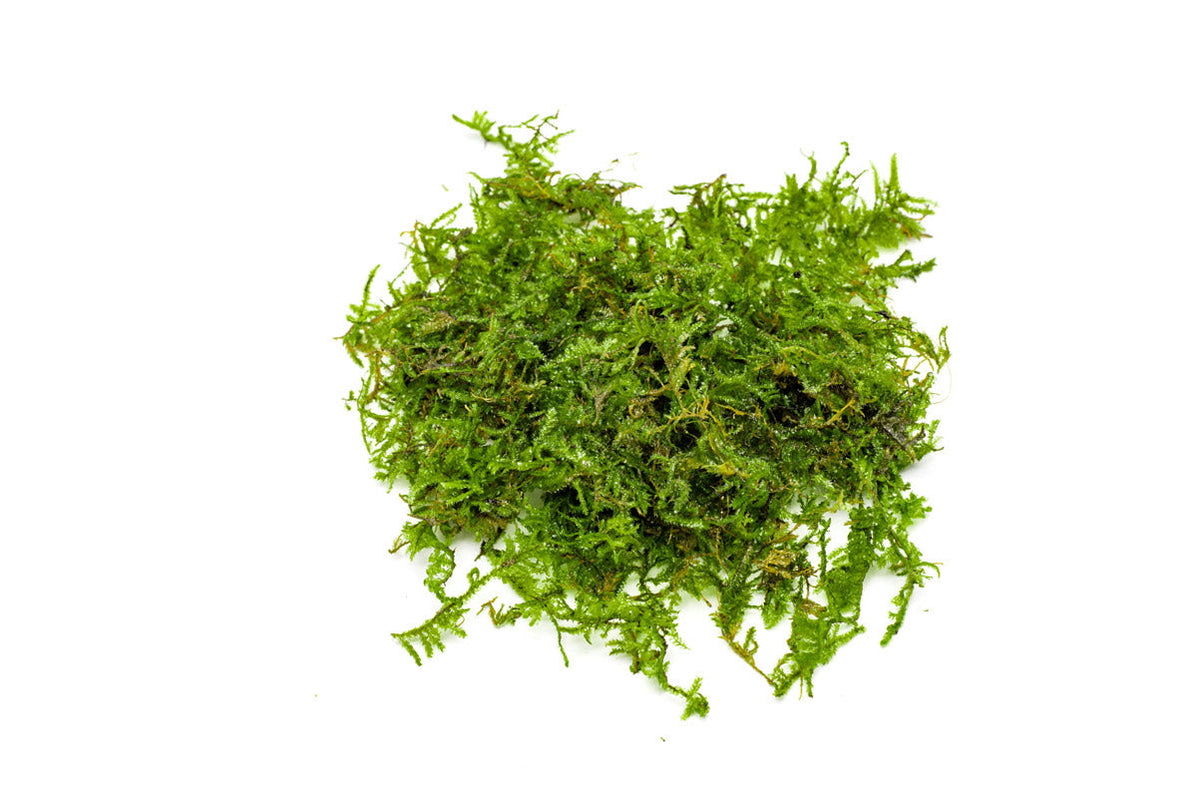 Christmas Moss Aquarium Plant — Buce Plant