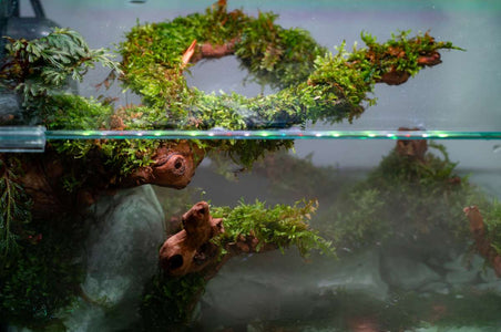 Christmas Moss Aquarium Plant — Buce Plant