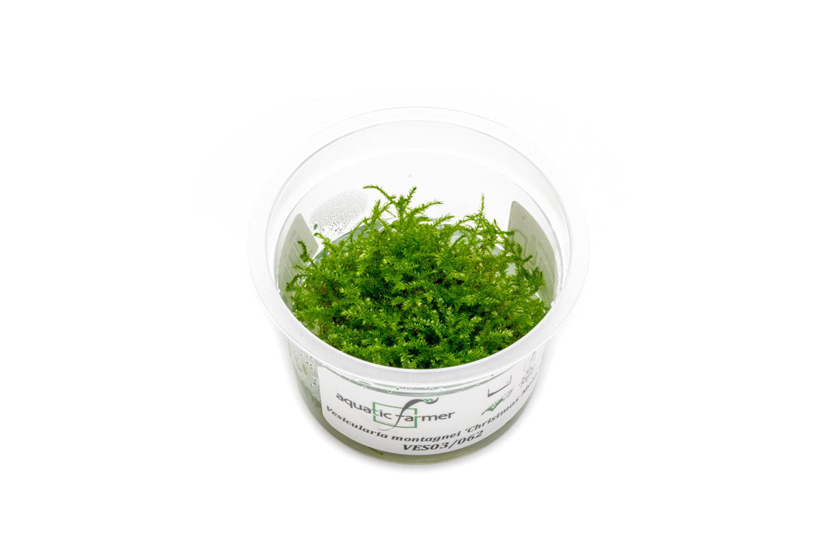 Christmas Moss Aquatic Farmer Tissue Culture — Buce Plant
