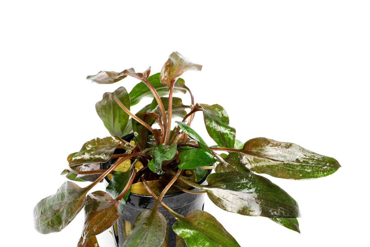 Cryptocoryne Florida Sunset - Buce Plant