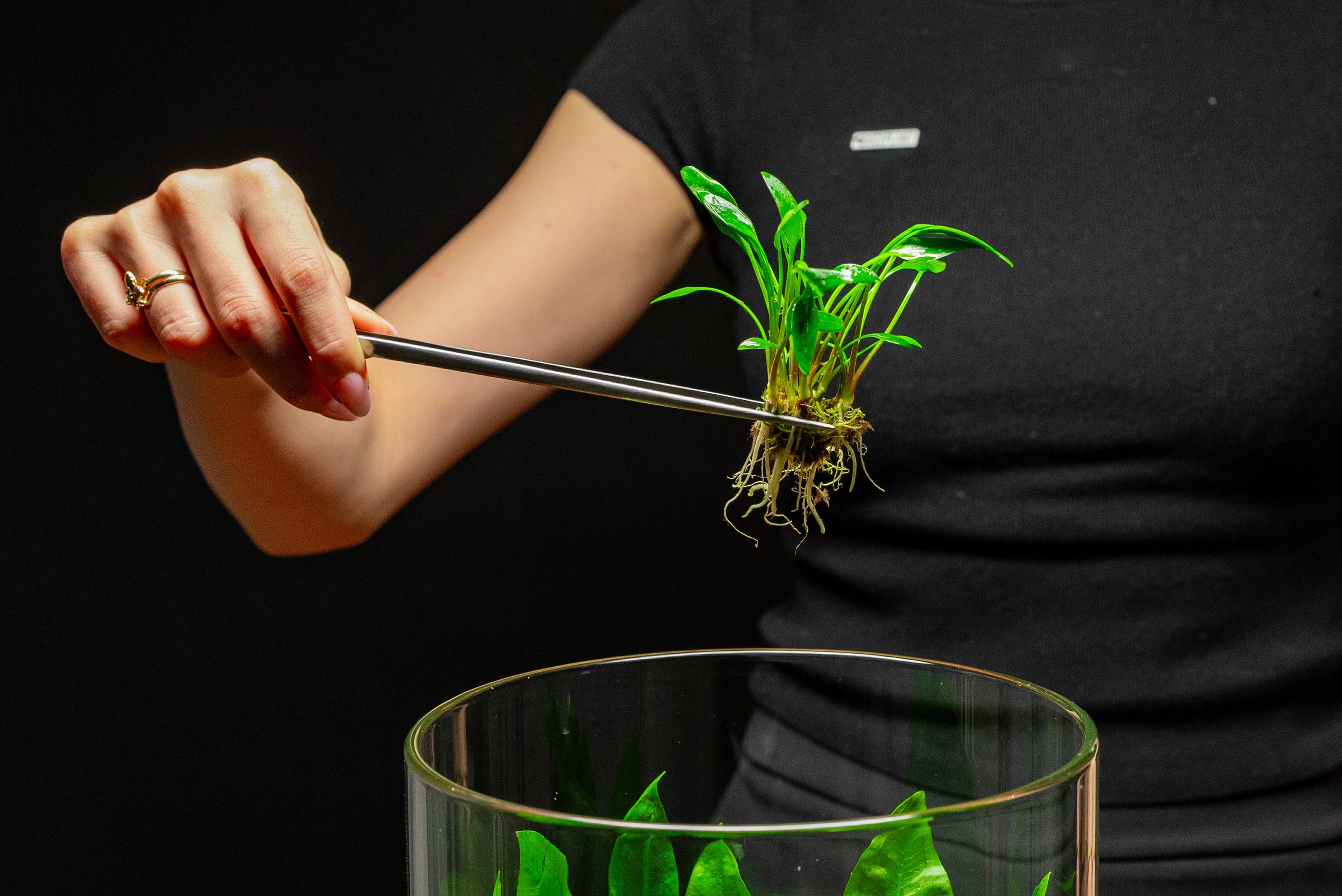 Cryptocoryne Lutea Aquarium Plant — Buce Plant