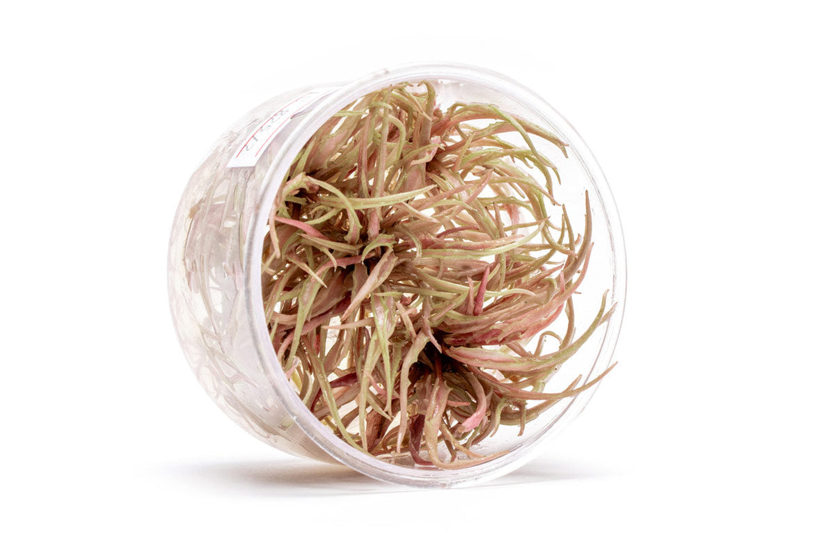 Cryptocoryne Pink Flamingo Tissue Culture Aquarium Plant — Buce Plant