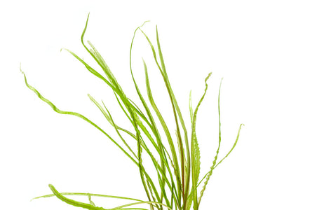 Cryptocoryne Retrospiralis Aquarium Plant — Buce Plant