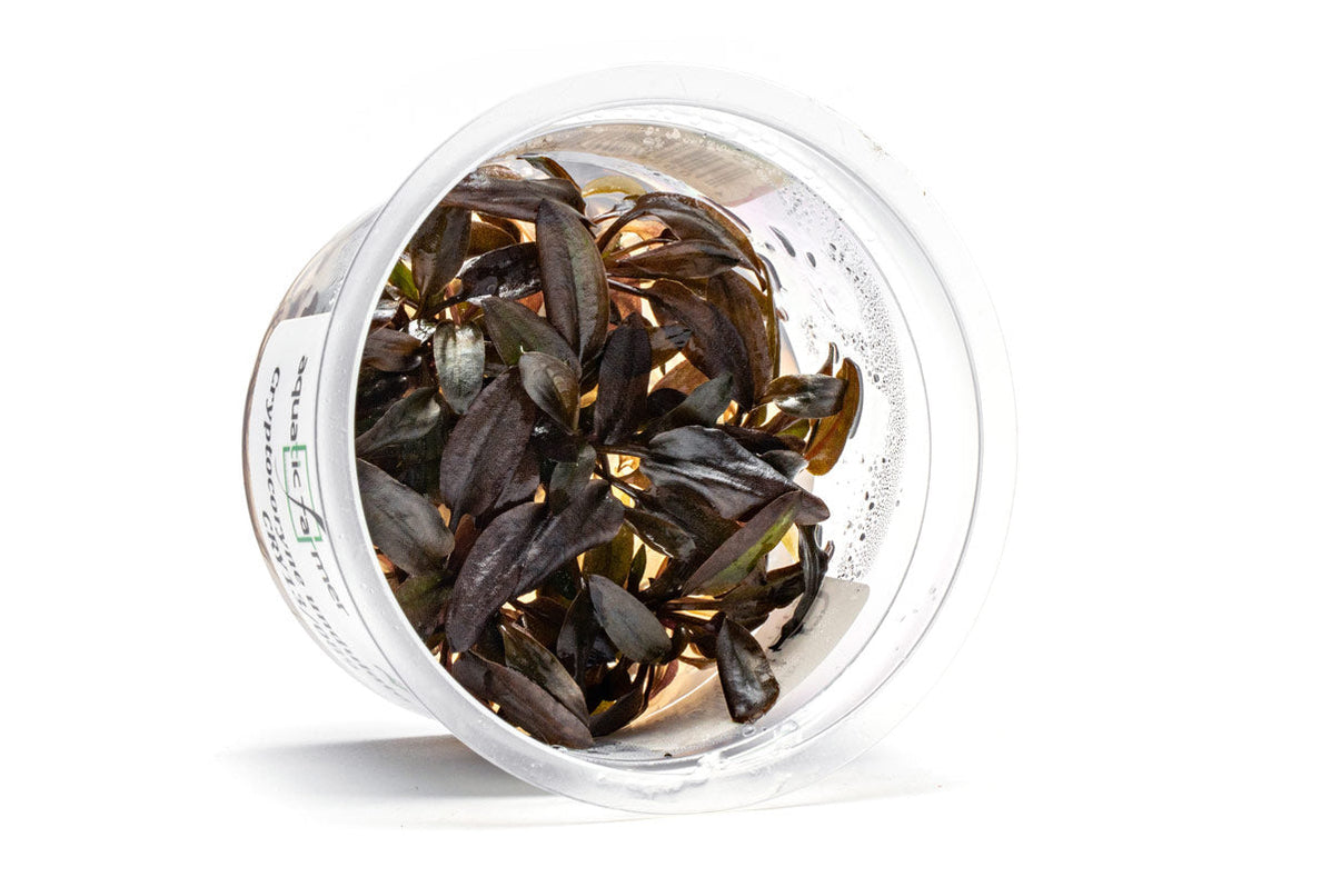 Cryptocoryne Undulatus Red Aquatic Farmer Tissue Culture — Buce Plant