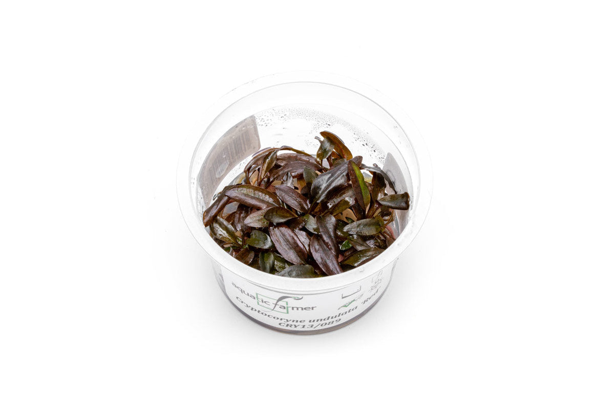 Cryptocoryne Undulatus Red Aquatic Farmer Tissue Culture — Buce Plant