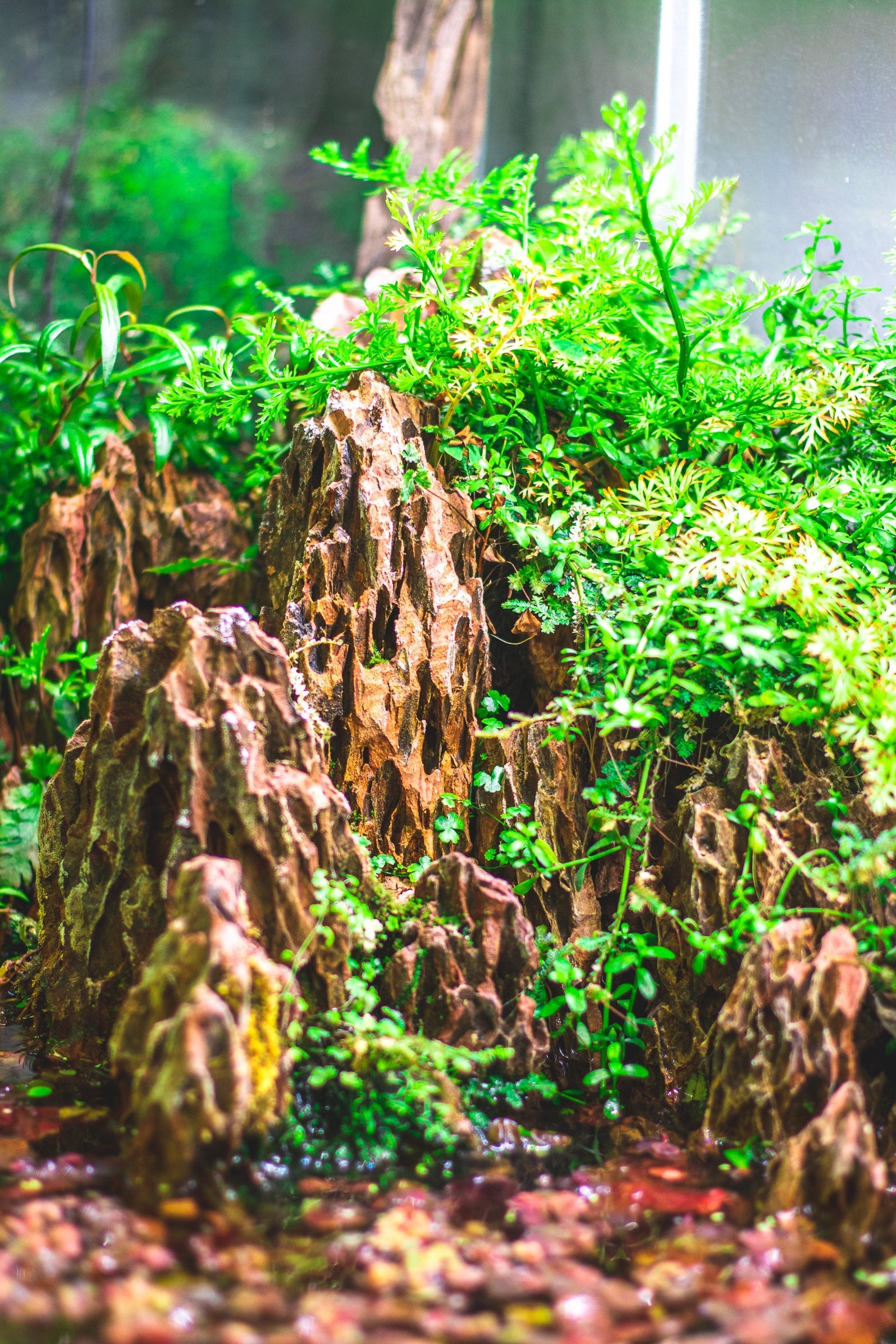 Dragon Stone (Ohko) Aquarium Hardscape — Buce Plant