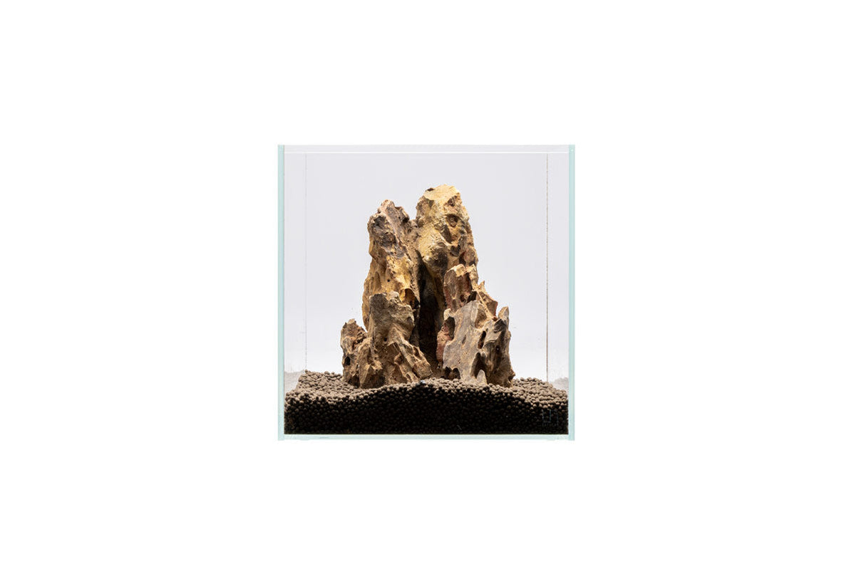 WYSIWYG Stones — Buce Plant