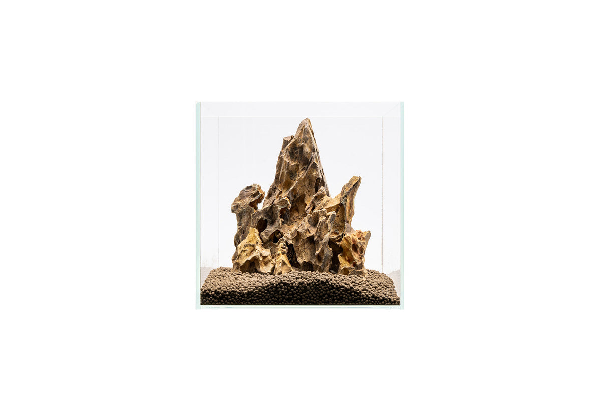 WYSIWYG Stones — Buce Plant