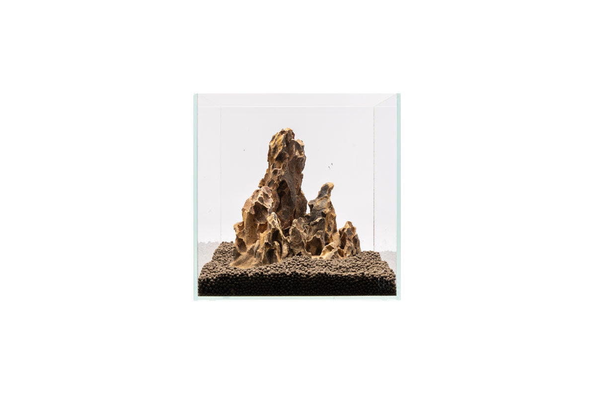 WYSIWYG Stones — Buce Plant