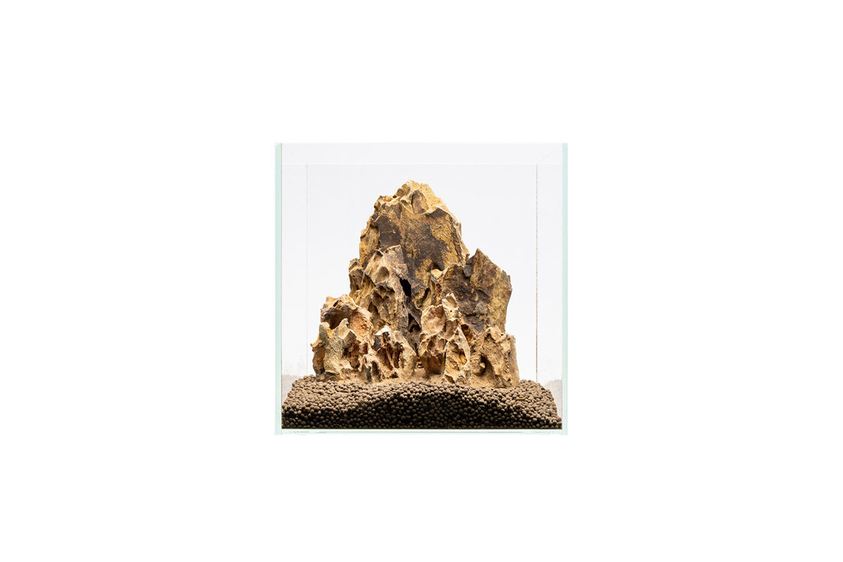 WYSIWYG Stones — Buce Plant