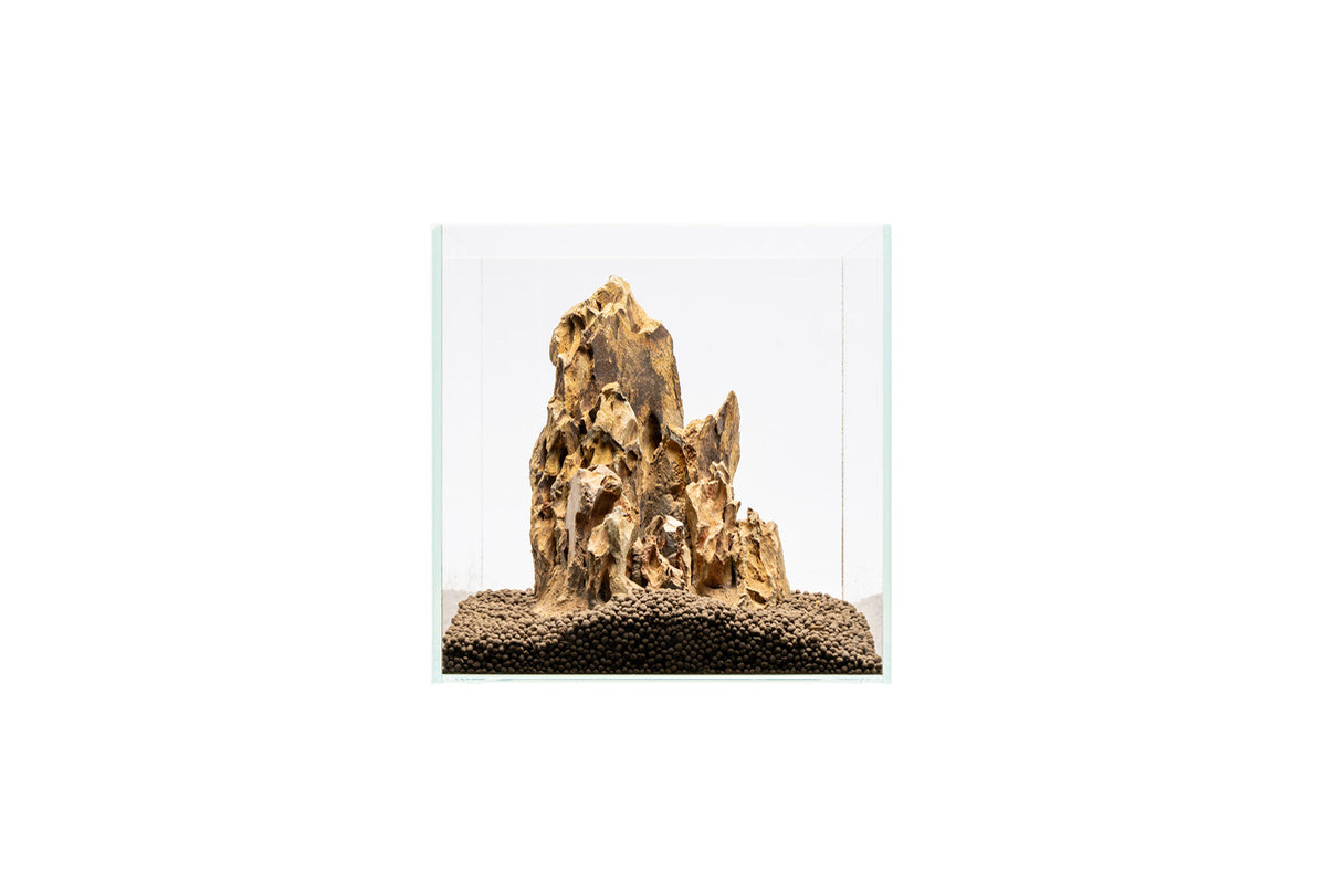 WYSIWYG Stones — Buce Plant