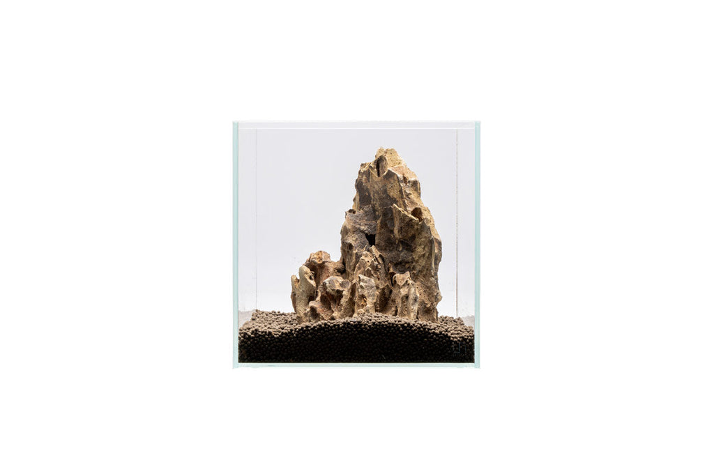 WYSIWYG Stones — Buce Plant