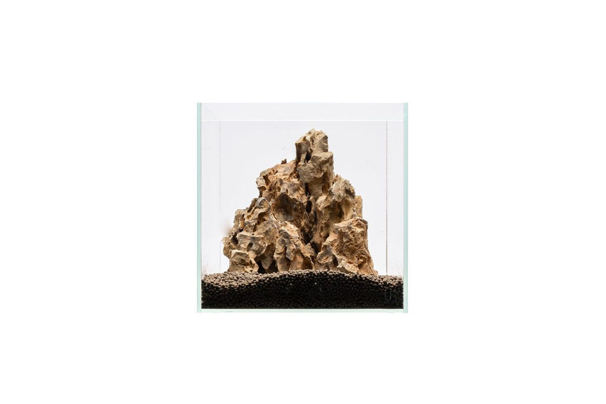 WYSIWYG Stones — Buce Plant