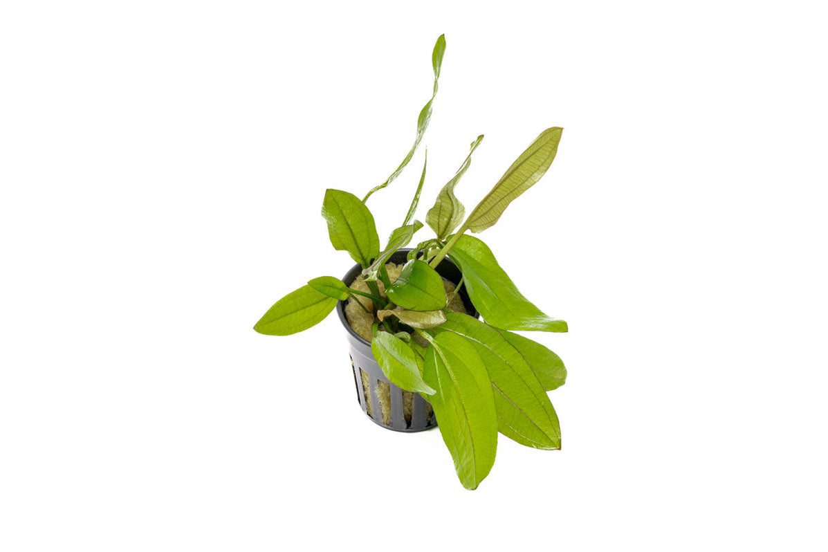 Echinodorus Red Wild Grass Aquarium Plant — Buce Plant