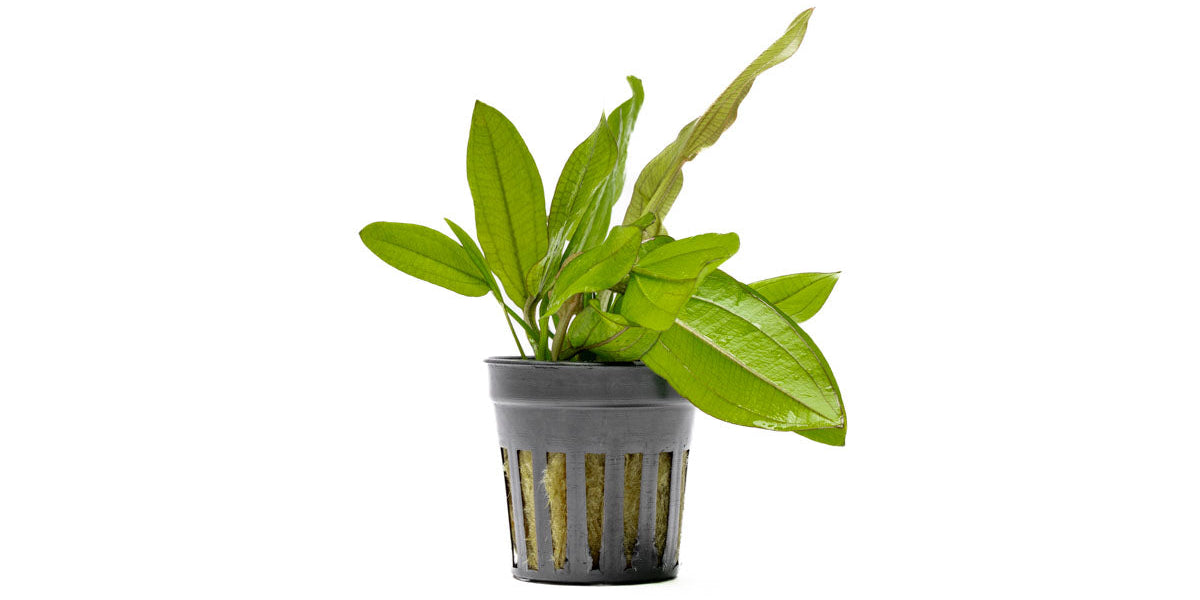 Echinodorus Red Wild Grass Aquarium Plant — Buce Plant