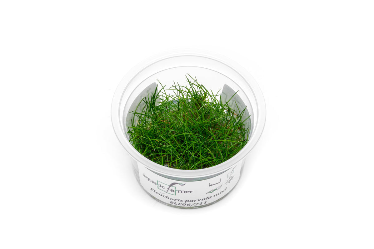 Eleocharis Parvula 'Mini' Aquatic Farmer Tissue Culture — Buce Plant