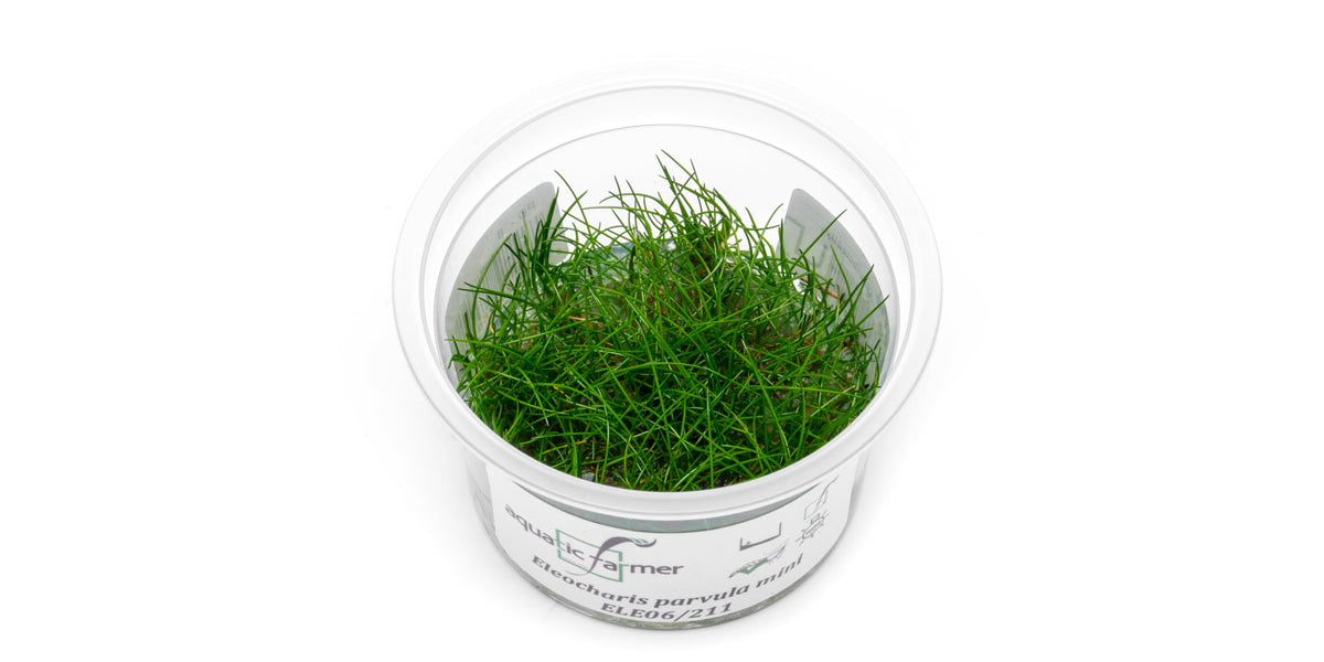 Eleocharis Parvula 'Mini' Aquatic Farmer Tissue Culture — Buce Plant