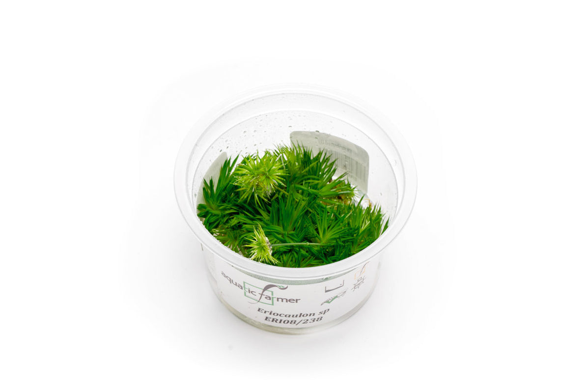 Eriocaulon Aquaticum Aquatic Farmer Tissue Culture — Buce Plant