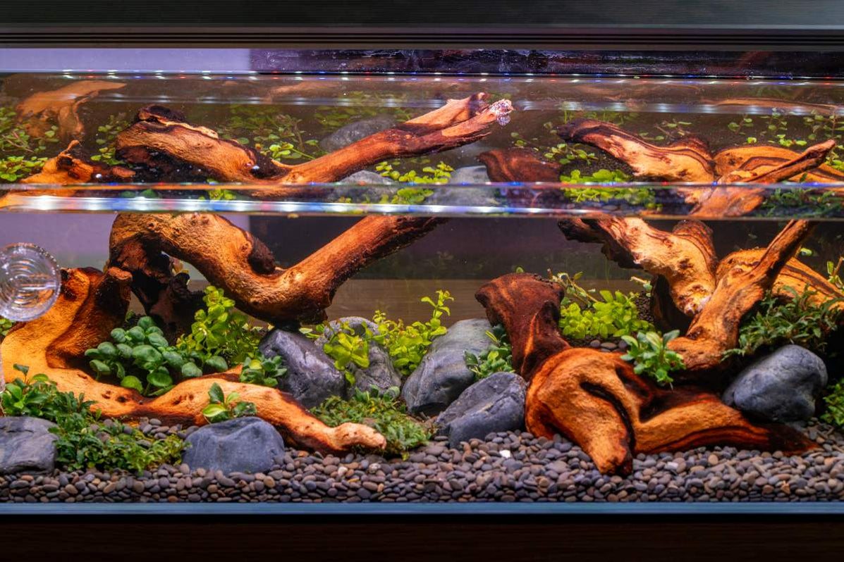 Hakkai Stone Aquarium Hardscape — Buce Plant