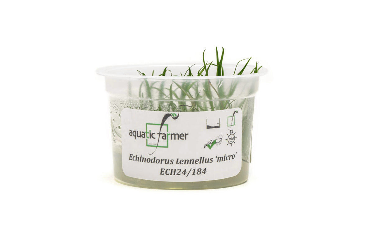 Helanthium Tenellum Micro Aquatic Farmer Tissue Culture — Buce Plant