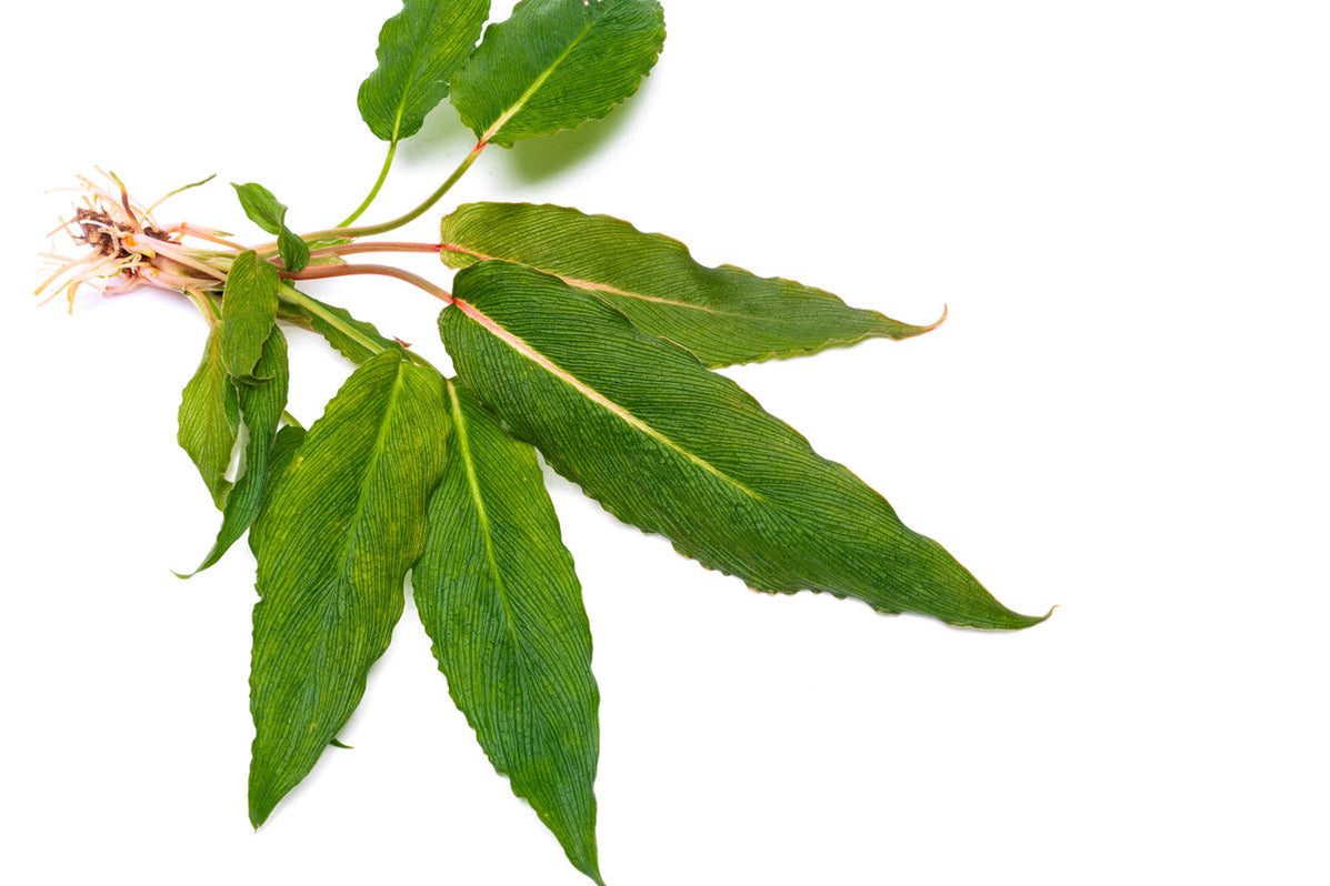 Homalomena Samurai — Buce Plant