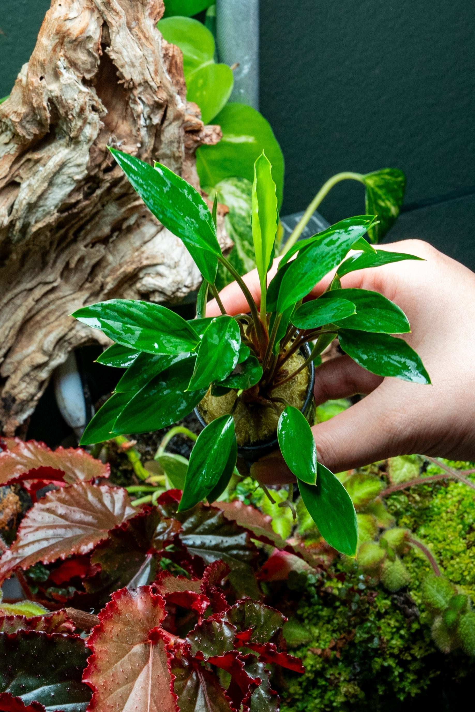 Homalomena Sp. Sekadau South Aquarium Plant — Buce Plant