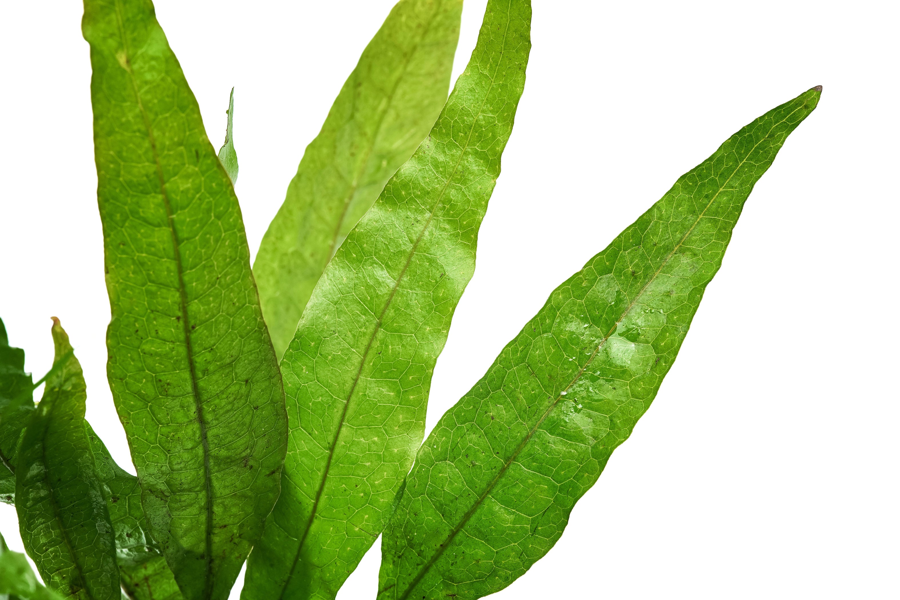 Java Fern Aquarium Plant — Buce Plant