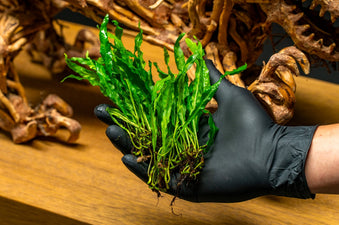 Java Fern Flaming Aquarium Plant — Buce Plant