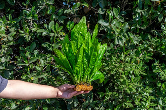 Java Fern Mat Aquarium Plant — Buce Plant
