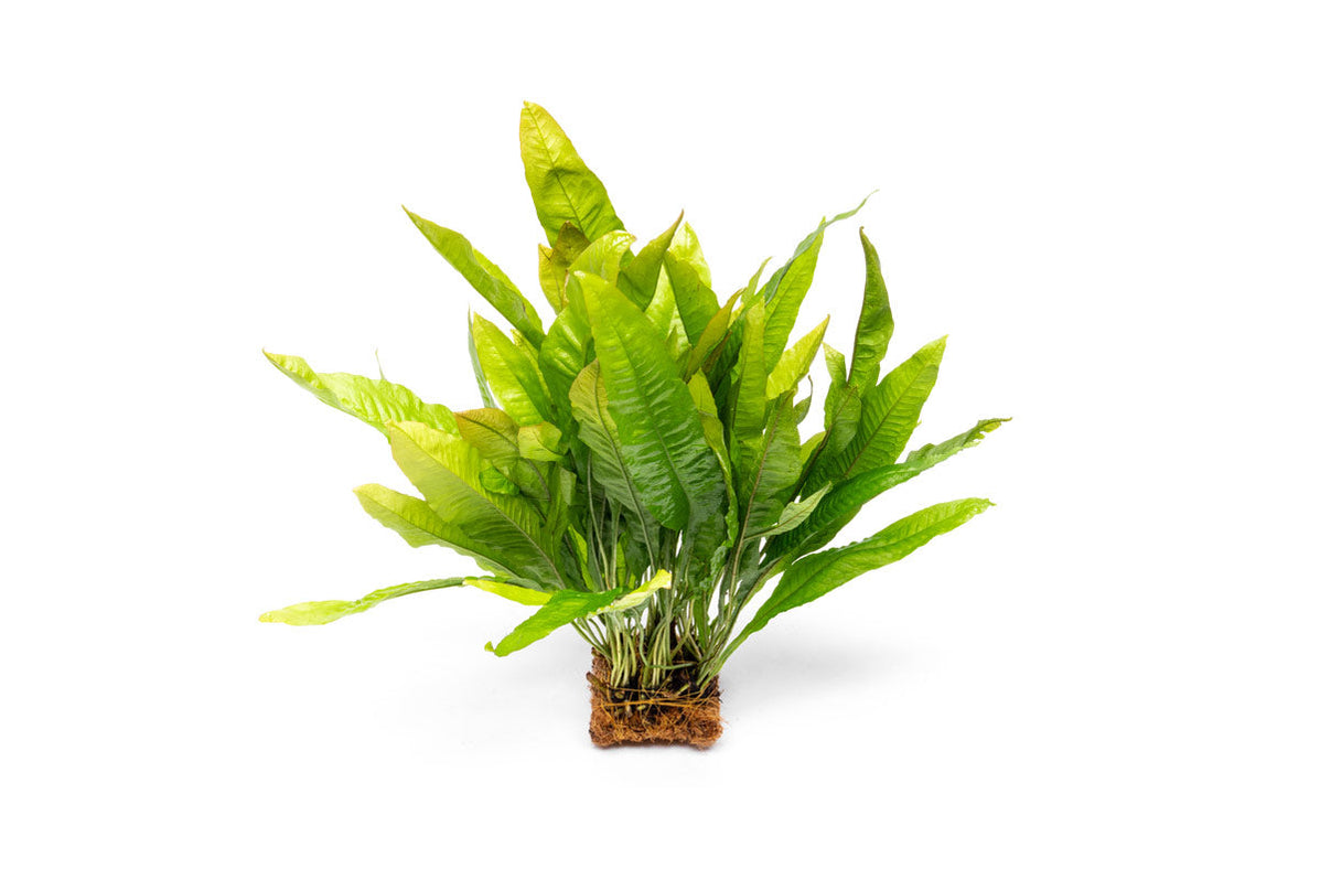 Java Fern Mat Aquarium Plant - Buce Plant