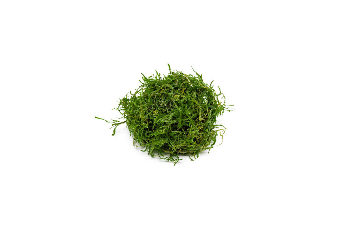 Java Moss Aquarium Plant — Buce Plant