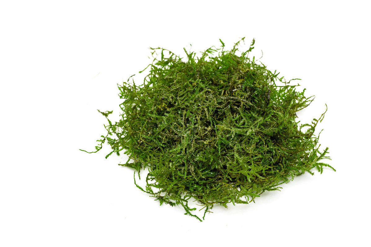 Java Moss Aquarium Plant — Buce Plant