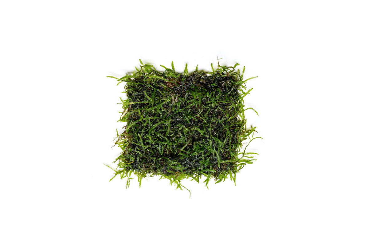 Moss Aquarium Plants | Aquatic Moss | Buce Plant