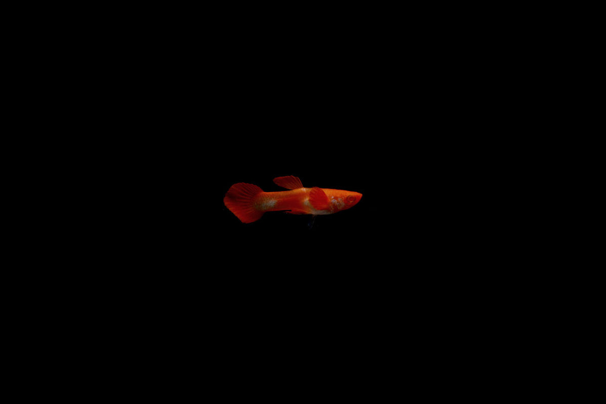 Koi Red Ear Guppies - Pair — Buce Plant