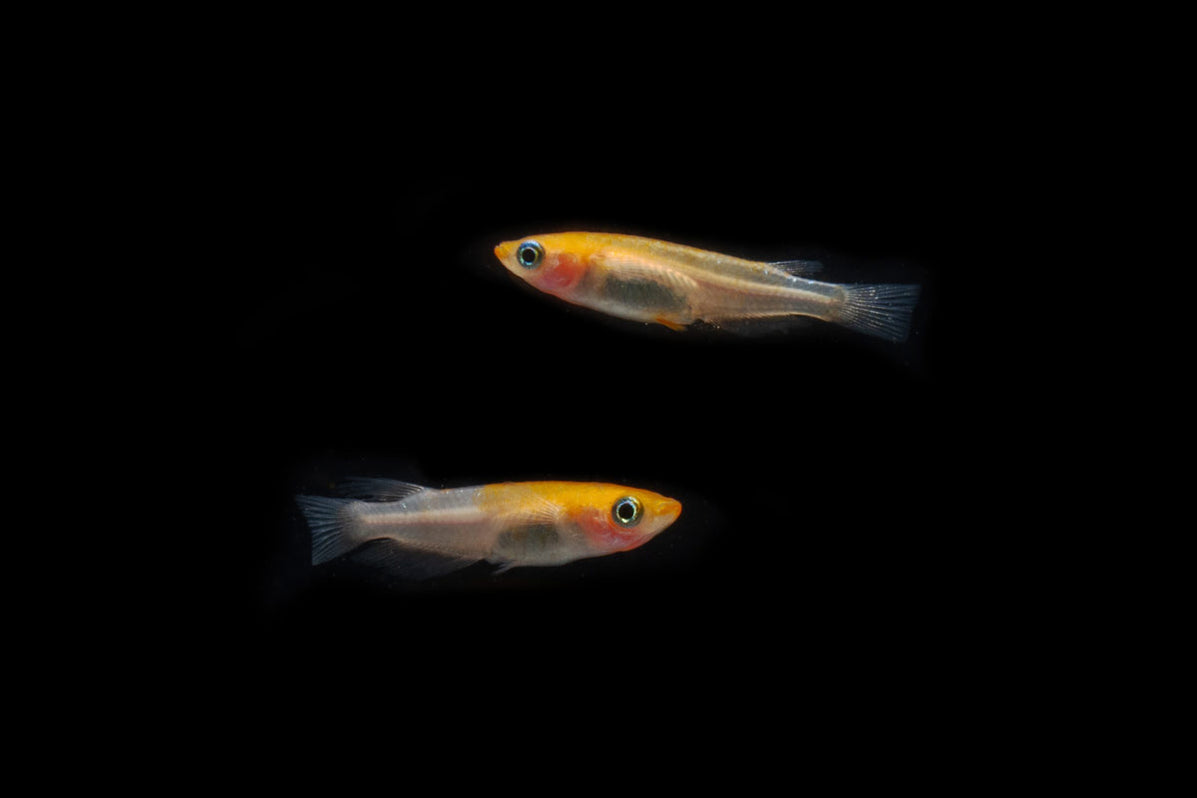 Komachi Medaka Rice Fish - Planted Aquarium and Community Tanks — Buce ...