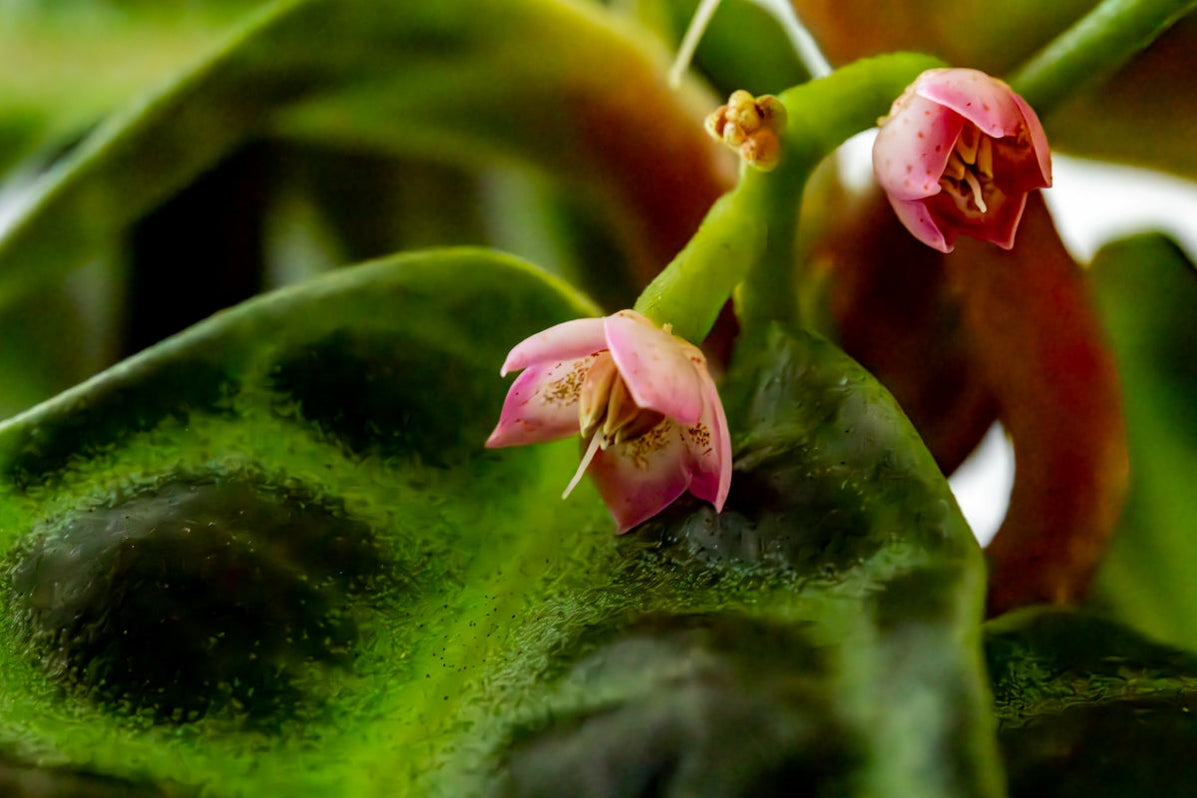 Labisia Sp Turtle Back Terrarium Plant — Buce Plant