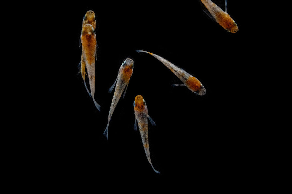 Medaka Rice Fish - Planted Aquarium and Community Tanks — Buce Plant