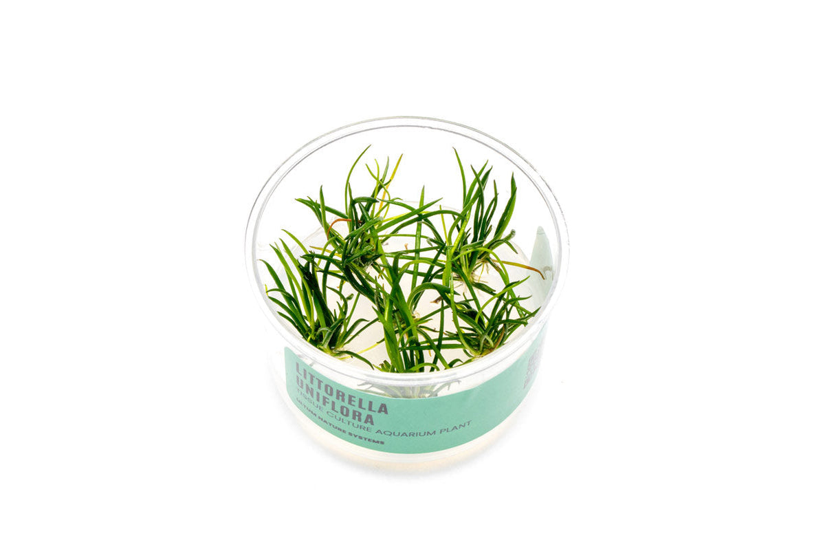 Littorella Uniflora UNS Tissue Culture — Buce Plant