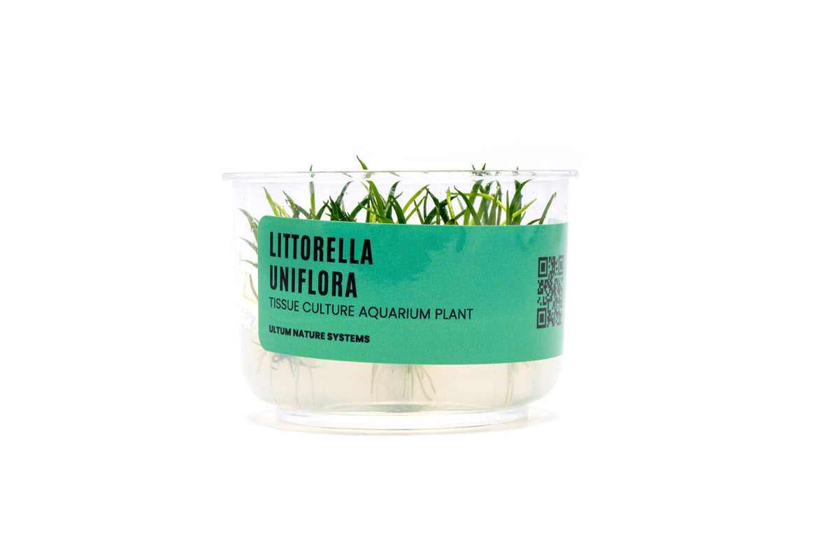 Littorella Uniflora UNS Tissue Culture — Buce Plant