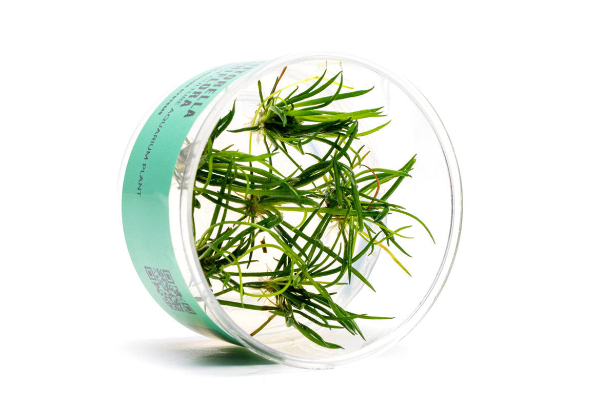 Littorella Uniflora UNS Tissue Culture — Buce Plant