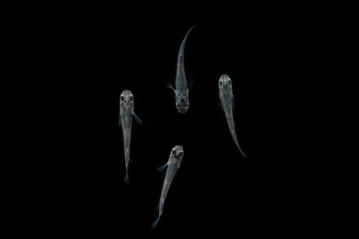 Japanese Rice Fish — Buce Plant