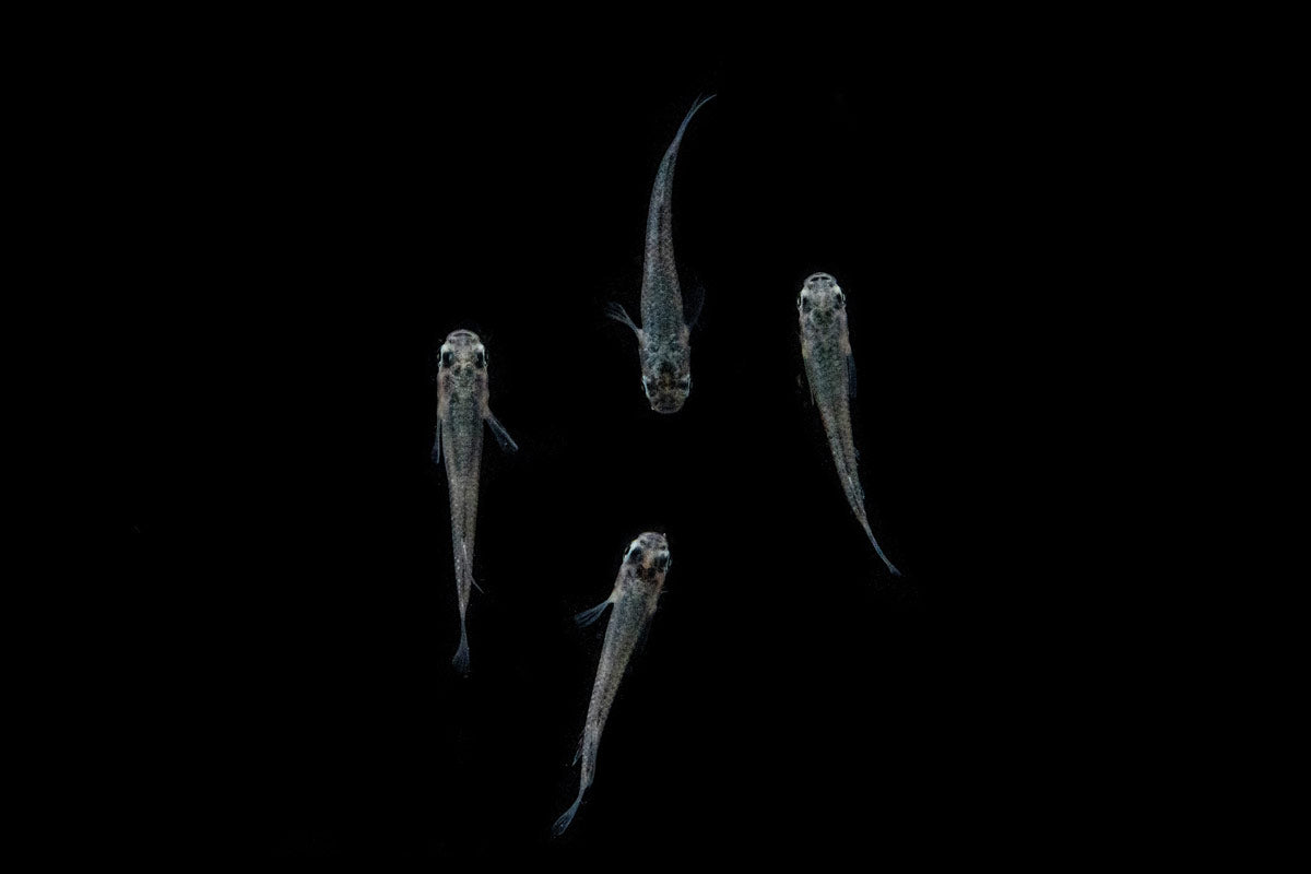 Medaka Rice Fish - Planted Aquarium and Community Tanks — Buce Plant