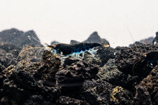 Orange Eye Royal Blue Tiger Shrimp - Buce Plant