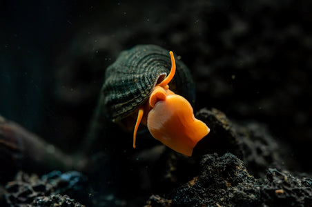 Orange Poso Rabbit Snail Freshwater Ornamental Snail — Buce Plant
