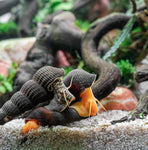 Orange Poso Rabbit Snail Freshwater Ornamental Snail — Buce Plant