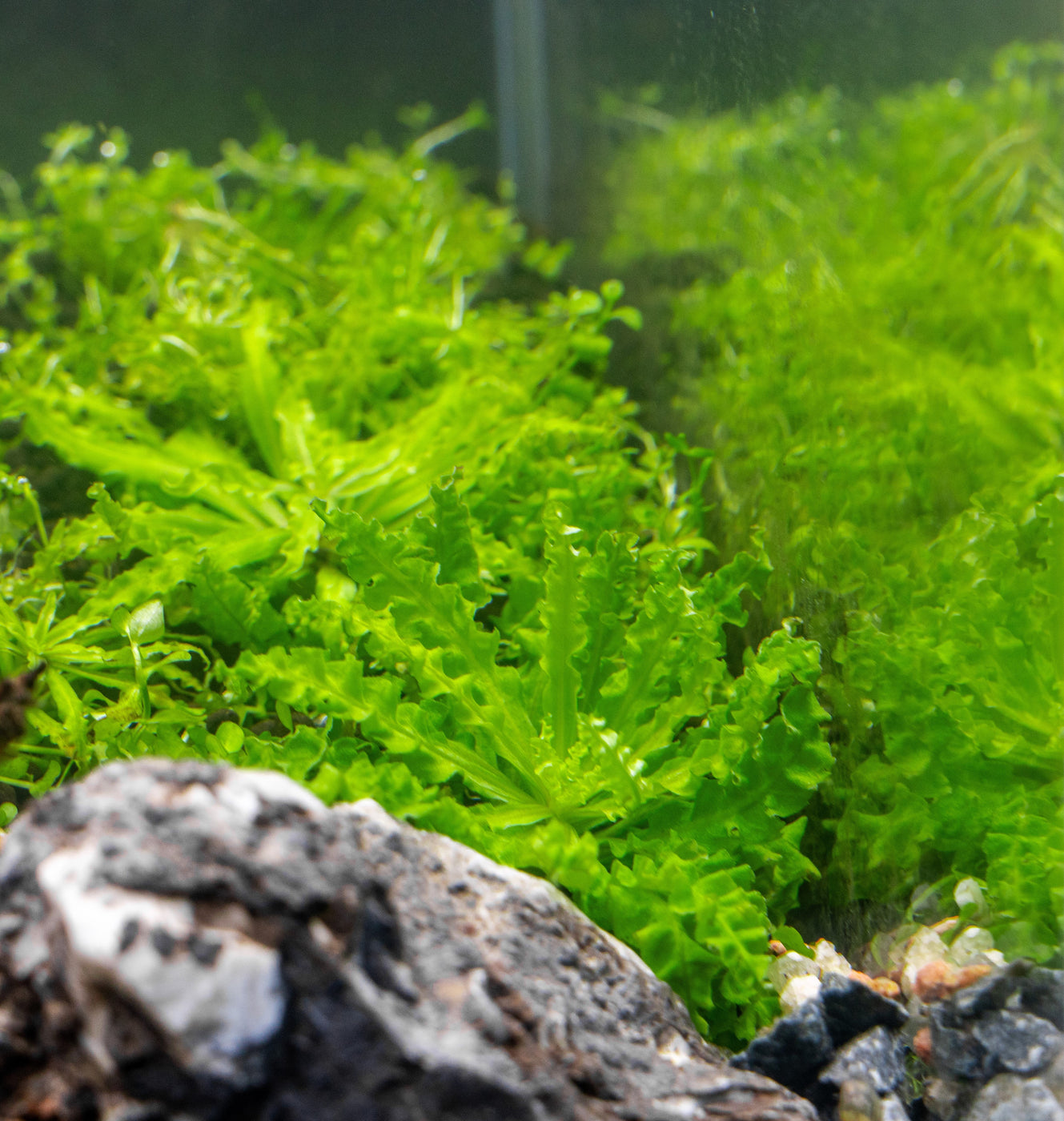 Pogostemon Helferi 'Downoi' Aquatic Farmer Tissue Culture — Buce Plant