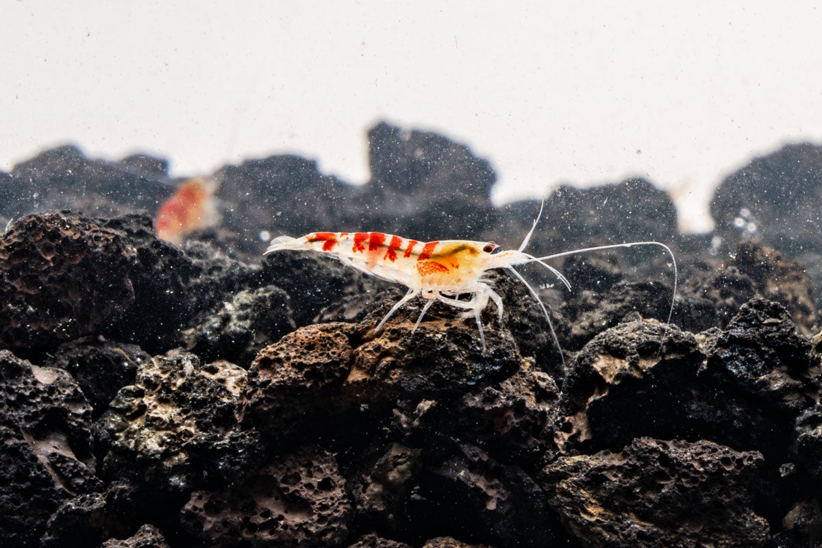 Red Freshwater Shrimp Pet