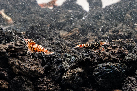 Red Galaxy Pinto Shrimp — Buce Plant