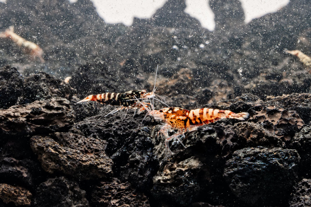 Red Galaxy Pinto Shrimp - Buce Plant
