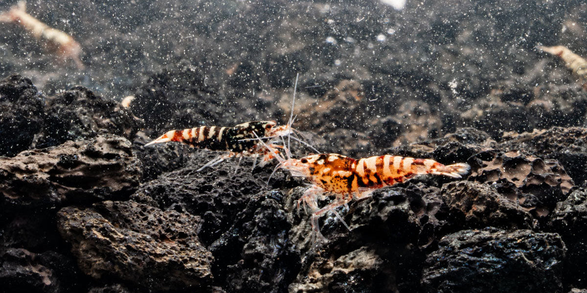 Red Galaxy Pinto Shrimp - Buce Plant